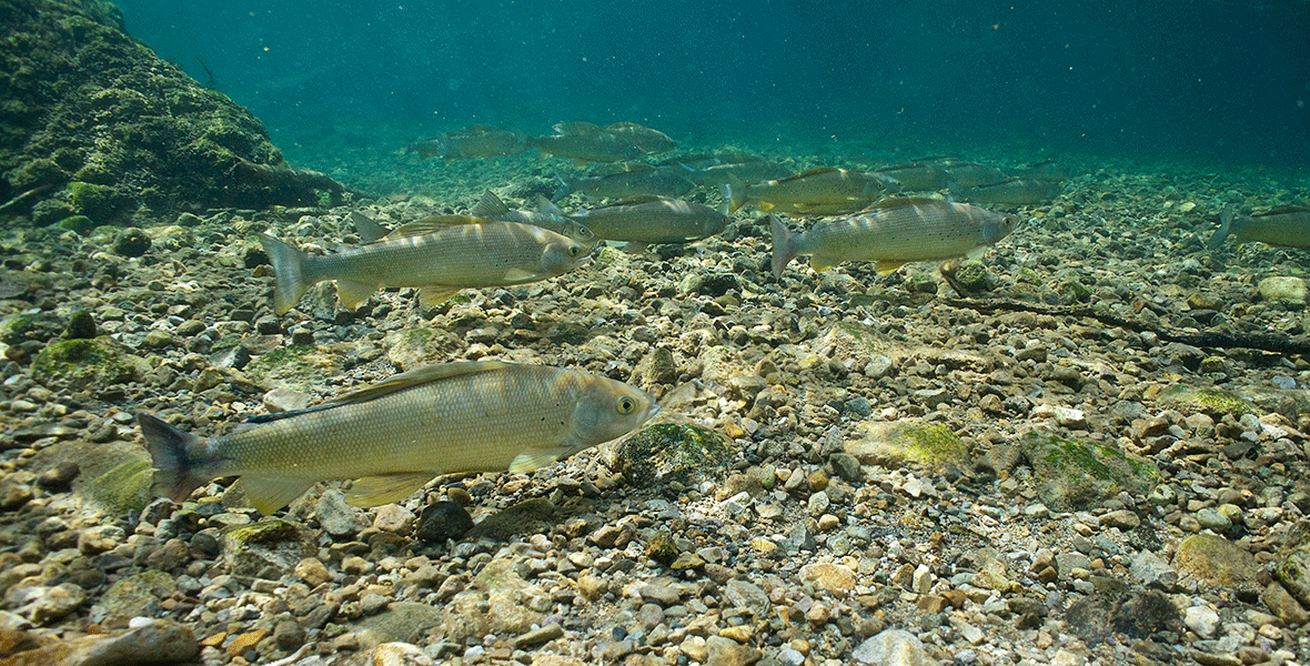 Arctic Grayling - Dry Fly Fishing at Alaska's Rainbow King Lodge