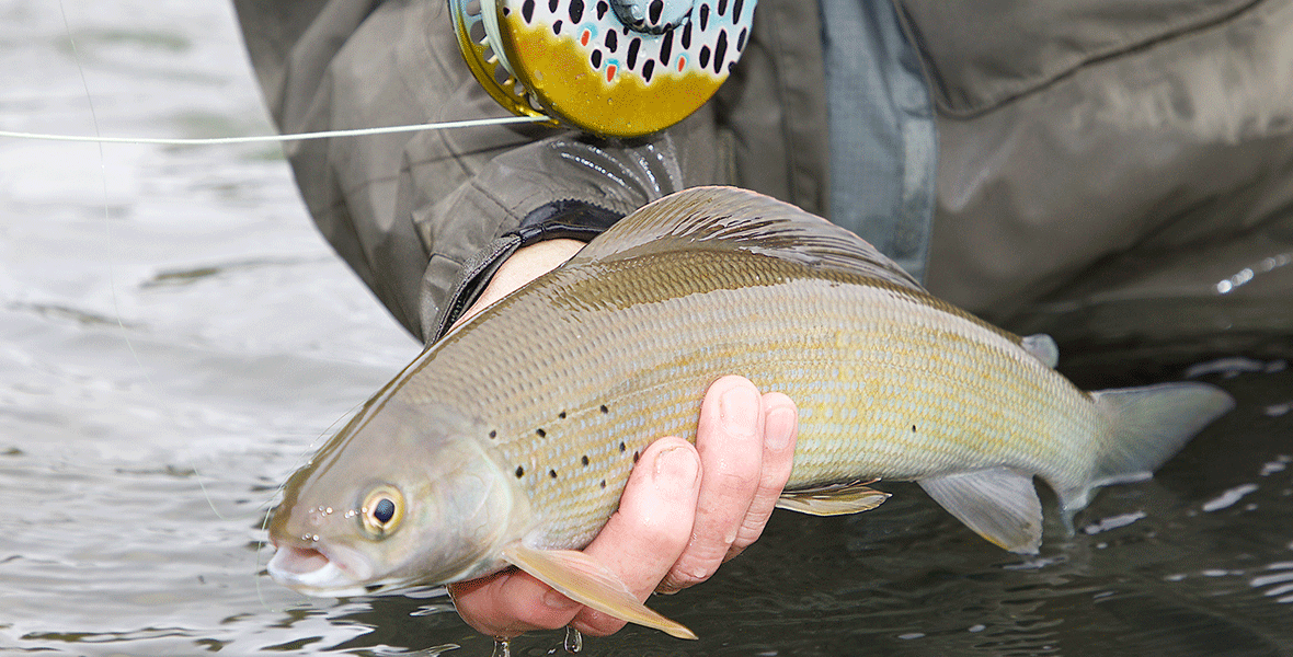Arctic Grayling - Dry Fly Fishing at Alaska's Rainbow King Lodge