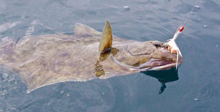 Pacific Halibut Fishing - Rainbow King Lodge Alaska