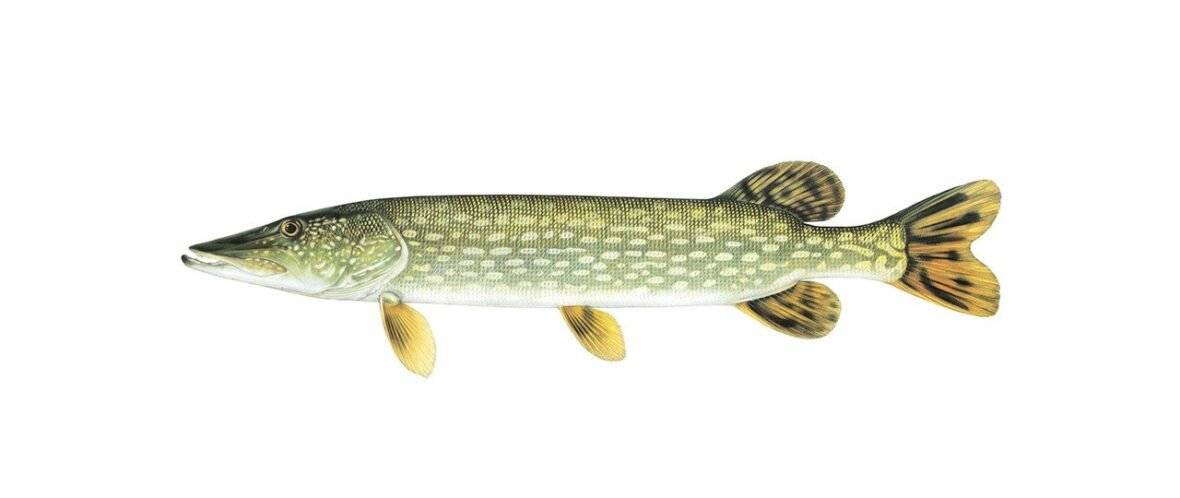 Northern Pike - Rainbow King Lodge