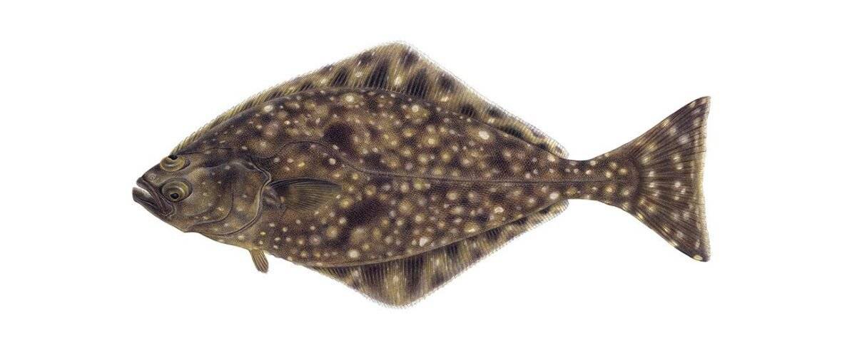 Pacific Halibut Fishing - Rainbow King Lodge Alaska