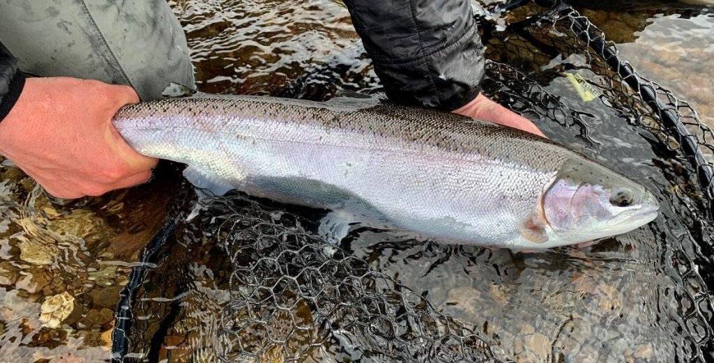Alaska Rainbow Trout - Rainbow King Lodge, Alaska