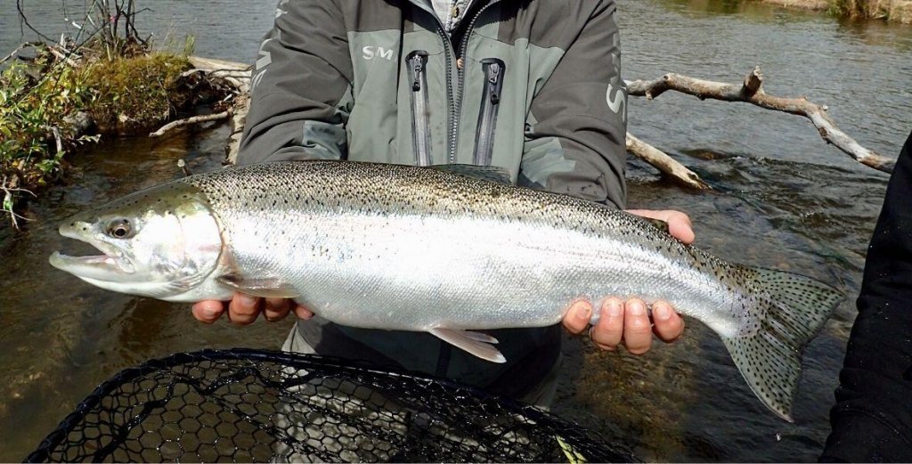 Alaska Rainbow Trout - Rainbow King Lodge, Alaska